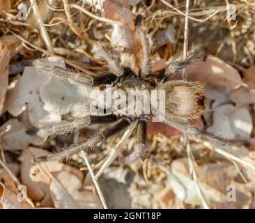 A male tarantula (Aphonopelma) during the fall migration at Mount ...