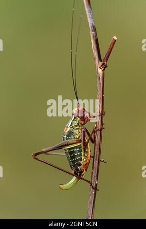 Saddle-backed bush-cricket, Ephippiger diurnus Stock Photo - Alamy