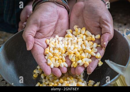 Fresh Sweet Corn Grains separating from the corncob Stock Photo - Alamy