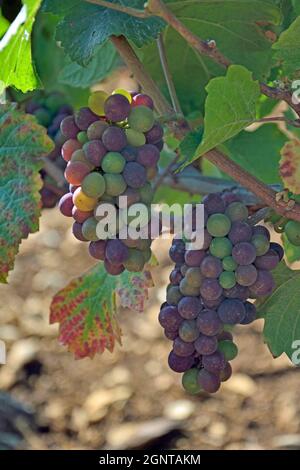 France, Côte-d'Or (21), Paysage culturel des climats de Bourgogne classés Patrimoine Mondial de ...