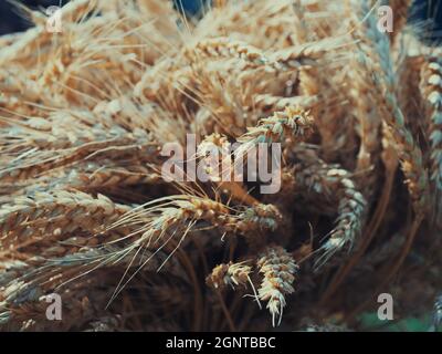 Wheat spikelets, a close-up picture. Ripe wheat ears Stock Photo - Alamy