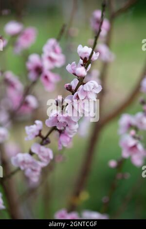 pink nectarine tree blossoms outdoor with white fluffy clouds in the ...