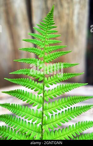 Lady Fern fronds with sori (Athyrium filix-femina), Athyriaceae Stock ...