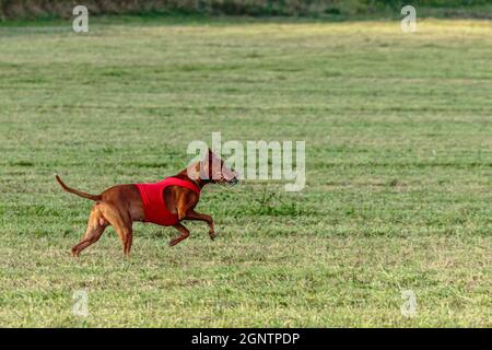 Pharaoh Hound dog running in red jacket on coursing green field Stock ...