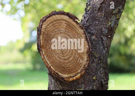 Cork Oak stem, section showing epidermis, cambium, cork, pith, phloem ...