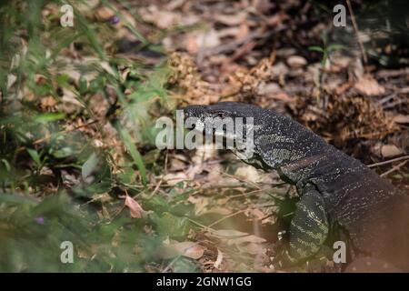 Beautiful wild goanna in Australia Stock Photo - Alamy