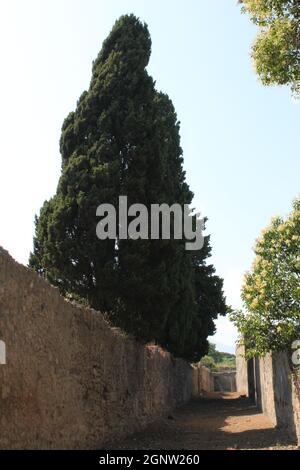 Alley between a stone wall and a fence with trees arching on the street ...