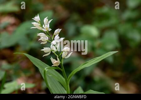 Cephalanthera longifolia flower growing in the field Stock Photo - Alamy
