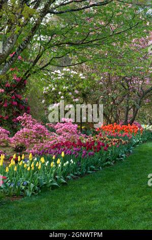 Tulips mass planting, Cherrydell Garden,spring,Leura.Blue Mountains ...