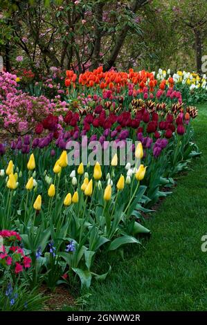 Tulips mass planting, Cherrydell Garden,spring,Leura.Blue Mountains ...