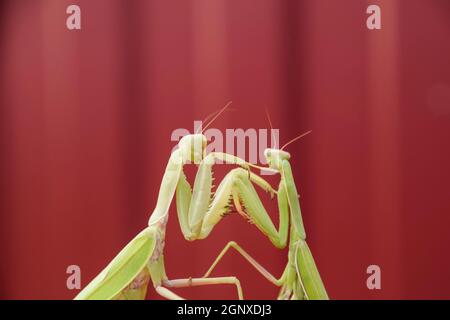 Mantis on a red background. Mating mantises. Mantis insect predator ...