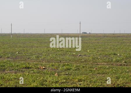 An abandoned field of watermelons and melons. Rotten watermelons ...