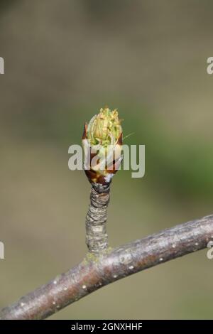 Blossoming buds of pear tree. Dissolve kidney pears. Spring in the ...