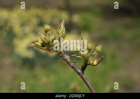 Blossoming buds of pear tree. Dissolve kidney pears. Spring in the ...
