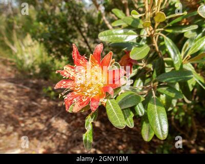 Australian native Wild Rose Diplolaena grandiflora, family Rutaceae ...