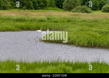 idyllic waterside scenery around Wiesenfelden in the Bavarian Forest at ...