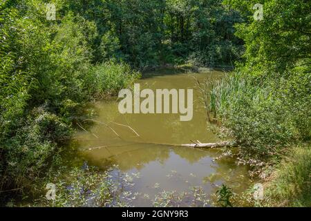 idyllic waterside scenery around Wiesenfelden in the Bavarian Forest at ...