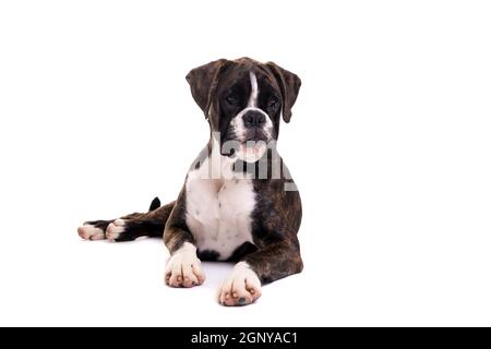 A young and beautiful boxer puppy, isolated over white background Stock ...