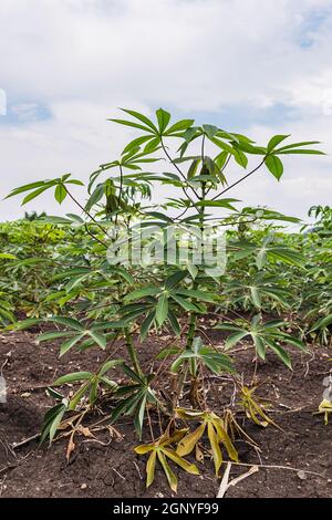 Cassava or Tapioca grow up in farmland agriculture, Cassava field Stock ...