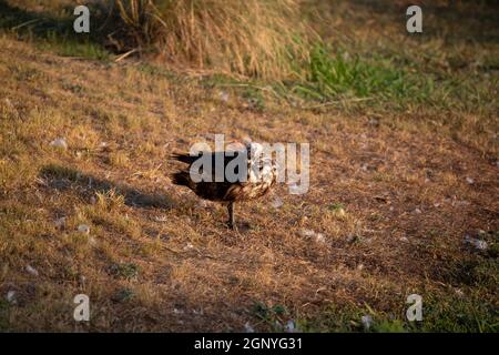 Domestic duck grooming in an open green space, surrounded by discarded ...