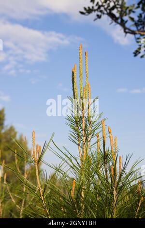 Close-up of young green pine cone surrounded by needles, symbolizing ...