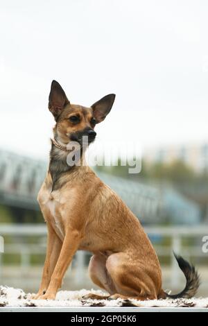Peruvian Inca Orchid Stock Photo - Alamy