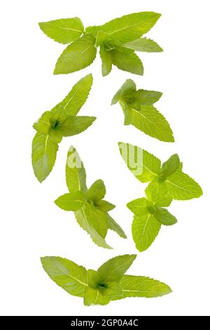 Fresh mint leaves, falling peppermint foliage isolated on white ...