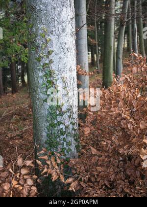 Ivy on the bark of a fir tree trunk in autumn Stock Photo - Alamy