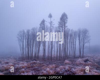 Tree in deforested landscape , mystical winter Stock Photo - Alamy
