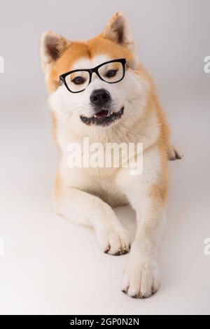 Portrait of an adorable Akita inu - studio shot, isolated on black ...