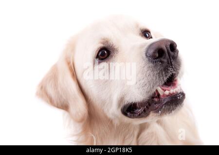 Golden Retriever Portrait - Isolated over white background Stock Photo ...