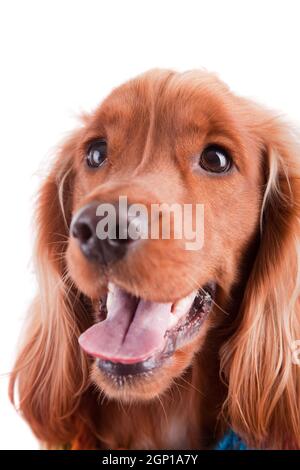 Baby Cocker Spaniel isolated over white background Stock Photo - Alamy