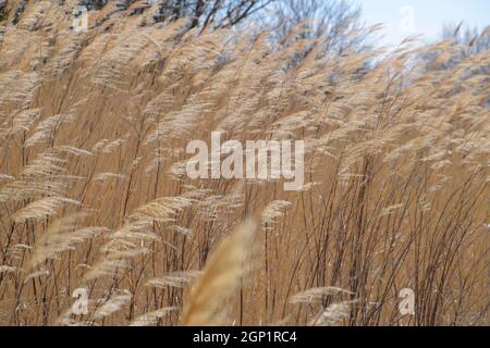 Dry panicle reed. Propagation by seed cane Stock Photo - Alamy