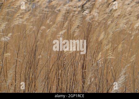 Dry panicle reed. Propagation by seed cane Stock Photo - Alamy