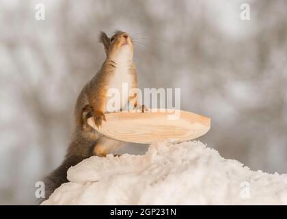 Red squirrel is standing on a snowboard looking up Stock Photo - Alamy