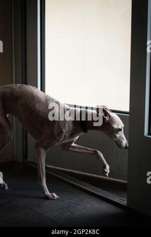 Whippet beige small tiger dog leaves the door to the street Stock Photo ...