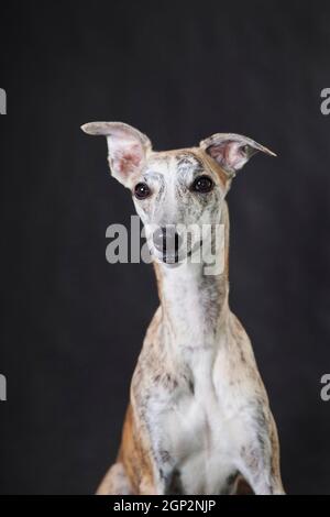 Portrait light tiger very beautiful fawn dog whippet breed on a gray ...