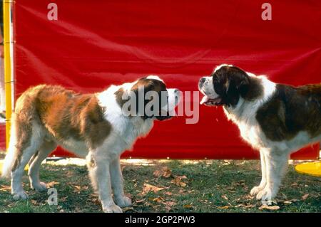 BEETHOVEN'S 4TH, Beethoven, 2001. © Universal Pictures / Courtesy ...
