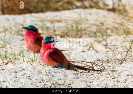 Bird colony, pink Northern Carmine Bee-eater, Botswana. Wildlife scene ...
