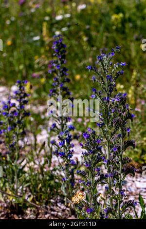Echium vulgare flower growing in field, close up Stock Photo - Alamy