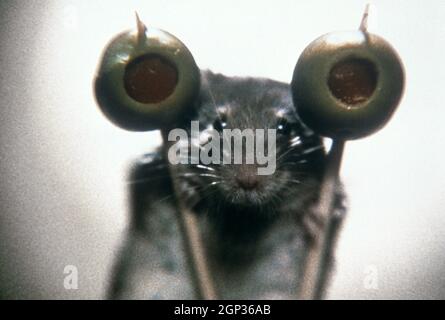 MOUSEHUNT, 1997. ©DreamWorks / Courtesy Everett Collection Stock Photo ...