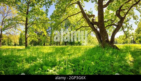 New leaves othe trees in the park on the green spring background. Fresh ...