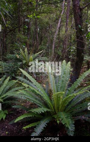 Rainforest with crown ferns Lomaria discolor. Mason Bay. Stewart Island ...