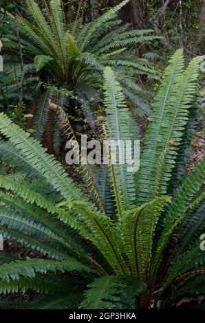 Crown ferns Lomaria discolor. Ulva Island. Rakiura National Park. New ...