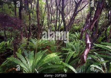 Rainforest with crown ferns Lomaria discolor. Mason Bay. Stewart Island ...