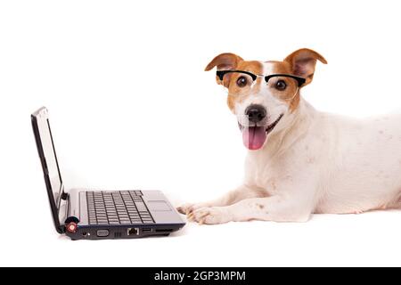 jack russell dog using a computer and browsing the internet Stock Photo ...