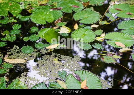 Swamp covered in green plants. Swamp grass Stock Photo - Alamy