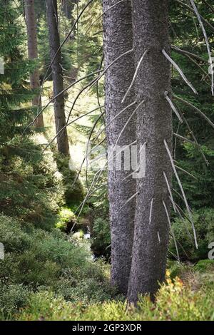 Two trees of spruce on mountain meadow on an area of mountain peak on ...