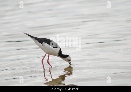 Pied stilt Himantopus leucocephalus catching a tunnelling mud crab ...