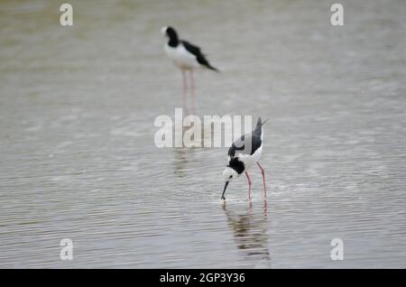 Pied stilt Himantopus leucocephalus catching a tunnelling mud crab ...